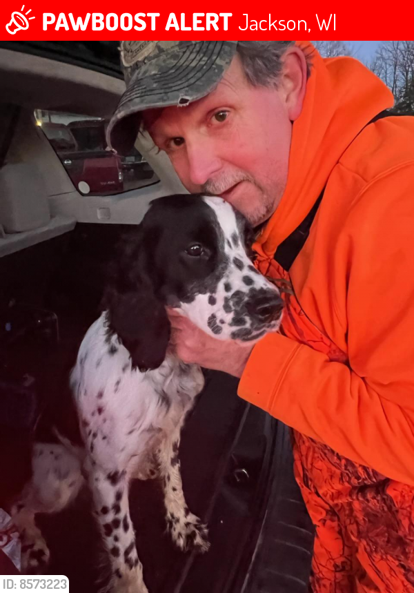 Jackson, WI Lost Female Dog, Beebe Is Missing | PawBoost