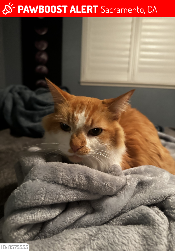 Sacramento, CA Lost Female Cat, Paloosa Is Missing | PawBoost