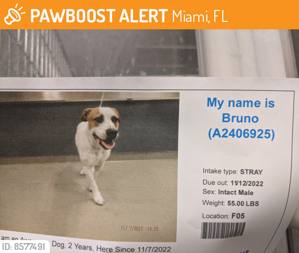 Miami, FL Stray Male Dog Found Near Miami, Florida | PawBoost