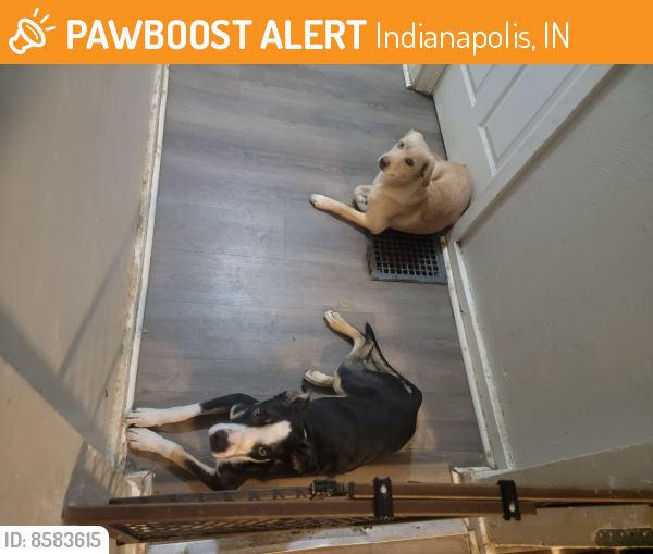 Indianapolis, IN Stray Dog Found Near Raymond & State | PawBoost