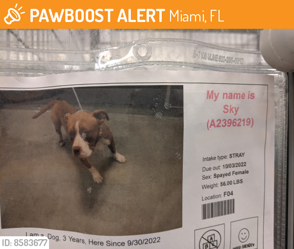 Found/Stray Female Dog in Miami, FL 33131 (ID: 8583677) | PawBoost