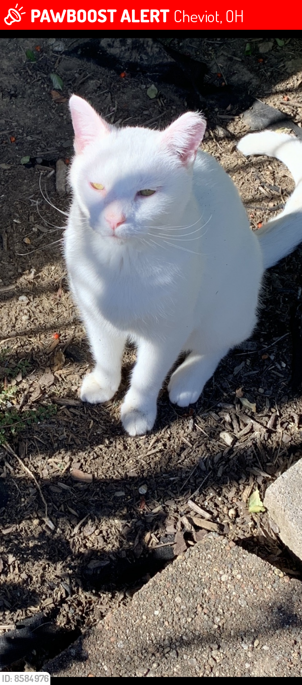 Cheviot, OH Lost Male Cat, Buddy Is Missing | PawBoost