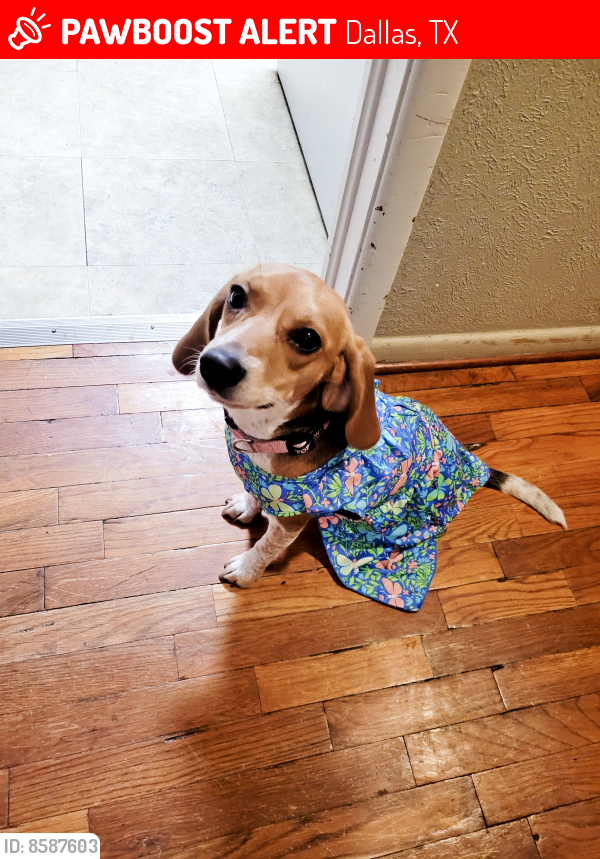 Dallas, TX Lost Female Dog, Luna Is Missing | PawBoost