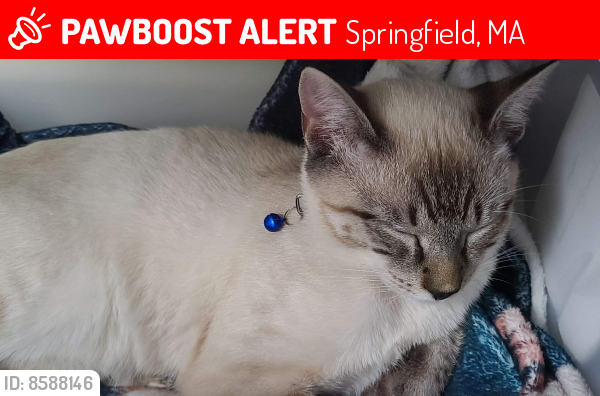 Lost Male Cat in Springfield, MA 01151 Named Asylum (ID: 8588146 ...