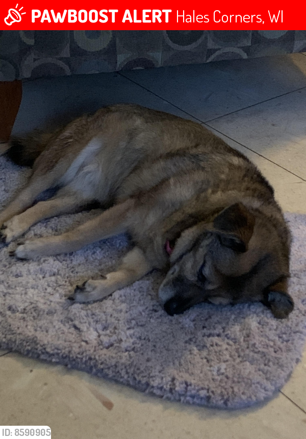 Hales Corners, WI Lost Female Dog, Sadie Is Missing | PawBoost