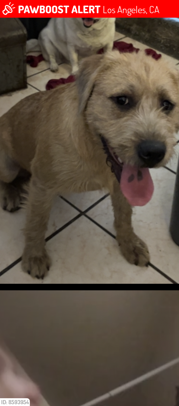 Los Angeles, CA Lost Female Dog, Rammy Is Missing | PawBoost