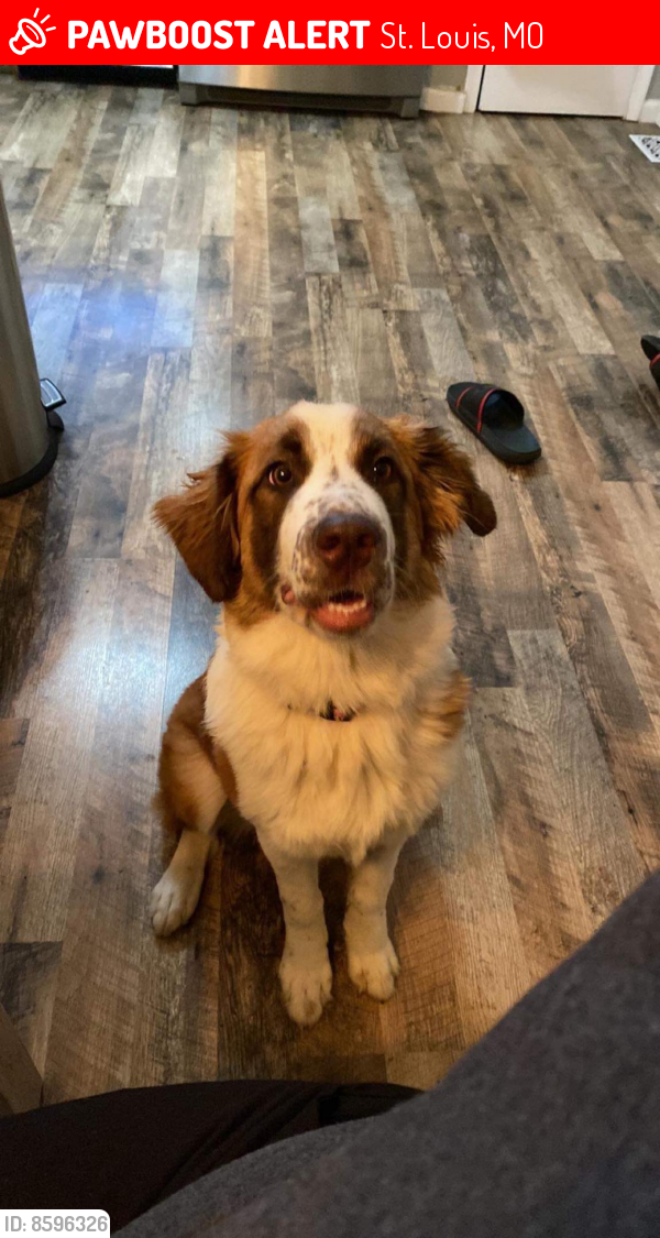Lost Female Dog in St. Louis, MO 63116 Named Izzy (ID: 8596326) | PawBoost