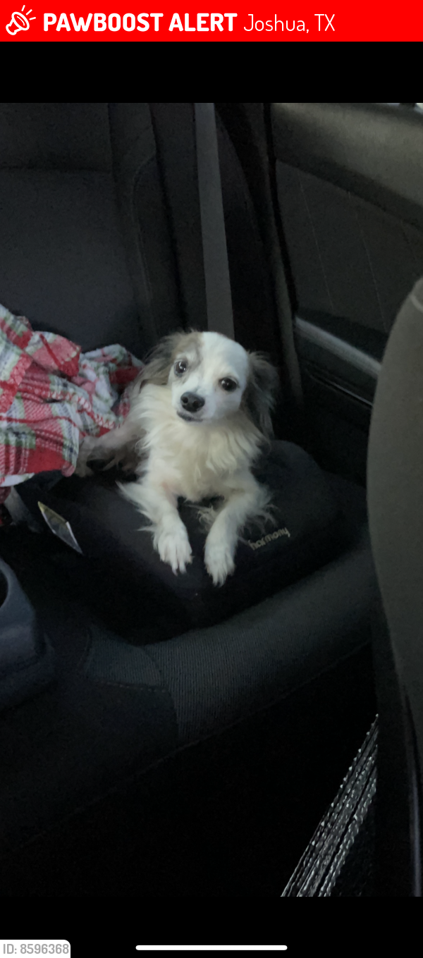 Joshua, TX Lost Male Dog, Jack Is Missing | PawBoost