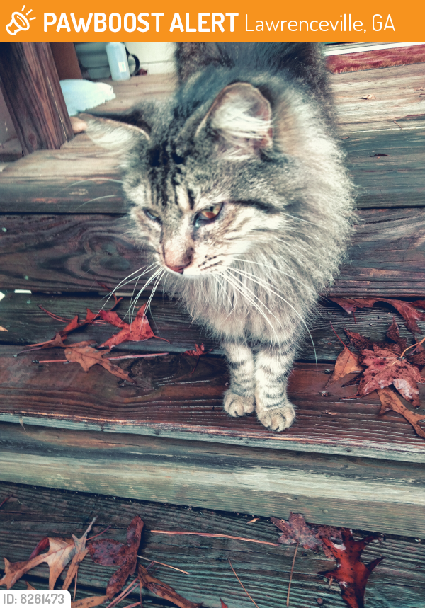 Found/Stray Male Cat in Lawrenceville, GA 30046 (ID: 8261473) | PawBoost