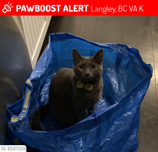 Langley, BC Lost Male Cat, Puff Is Missing | PawBoost