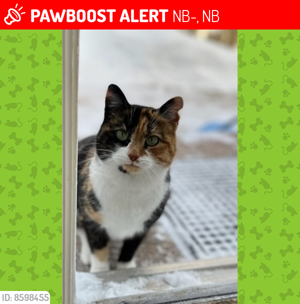 NB-115, NB Lost Female Cat, Calico Is Missing | PawBoost
