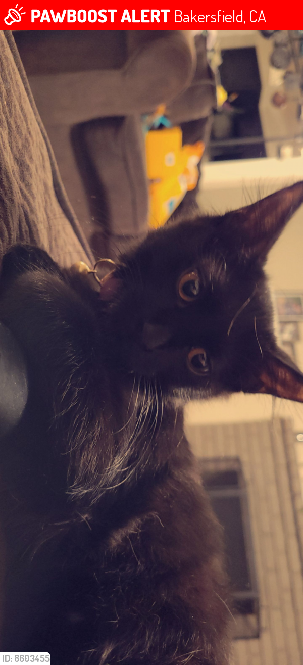 Bakersfield, CA Lost Female Cat, Lucy Is Missing | PawBoost