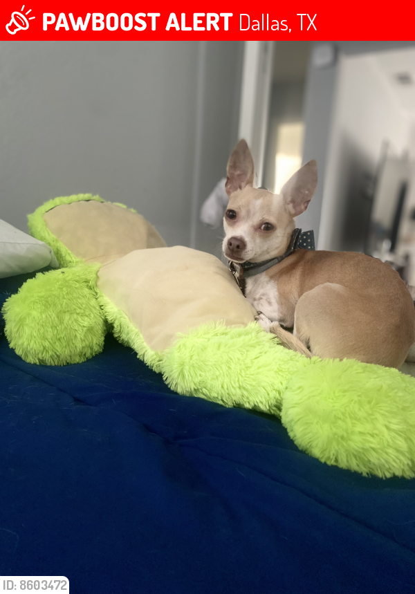 Lost Male Dog in Dallas, TX 75228 Named Pepe (ID: 8603472) | PawBoost