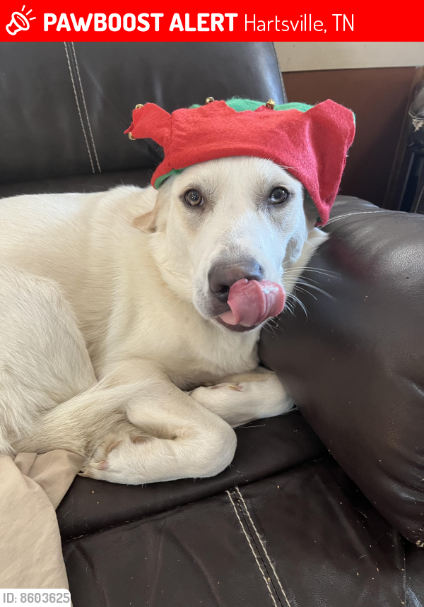 Lost Female Dog in Hartsville, TN 37074 Named Riley (ID: 8603625 ...