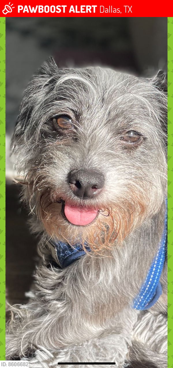Lost Female Dog in Dallas, TX 75235 Named Pepper (ID: 8606682) | PawBoost