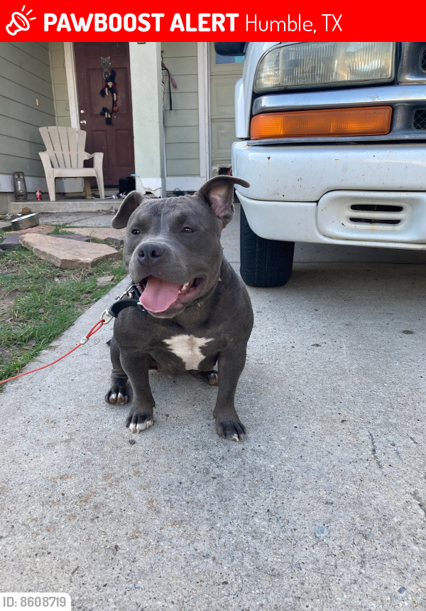 Houston, TX Lost Female Dog, Trouble Is Missing | PawBoost