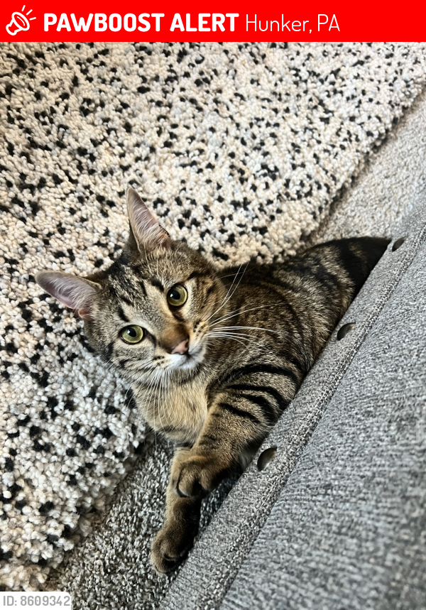 Hunker, PA Lost Male Cat, Loki Is Missing | PawBoost
