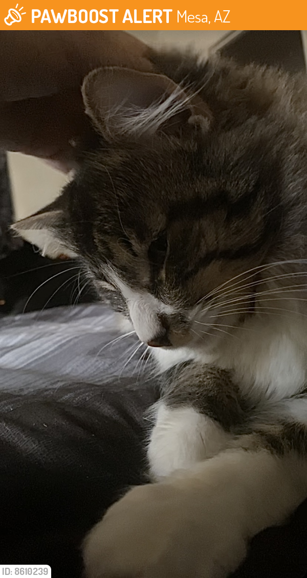 Mesa, AZ Stray Male Cat Found Near Stapley and Baseline | PawBoost