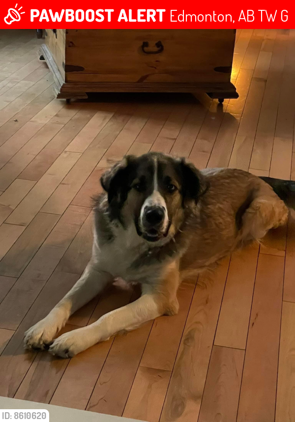 Edmonton, AB Lost Female Dog, Bear Is Missing | PawBoost