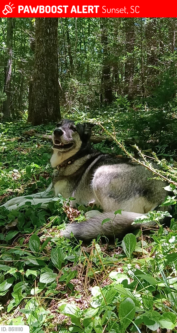 Lost Female Dog in Sunset, SC 29685 Named Zena (ID: 8611110) | PawBoost