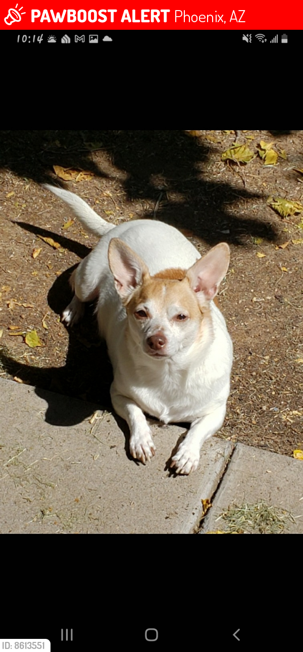Lost Male Dog in Phoenix, AZ 85029 Named Rosco (ID: 8613551) | PawBoost