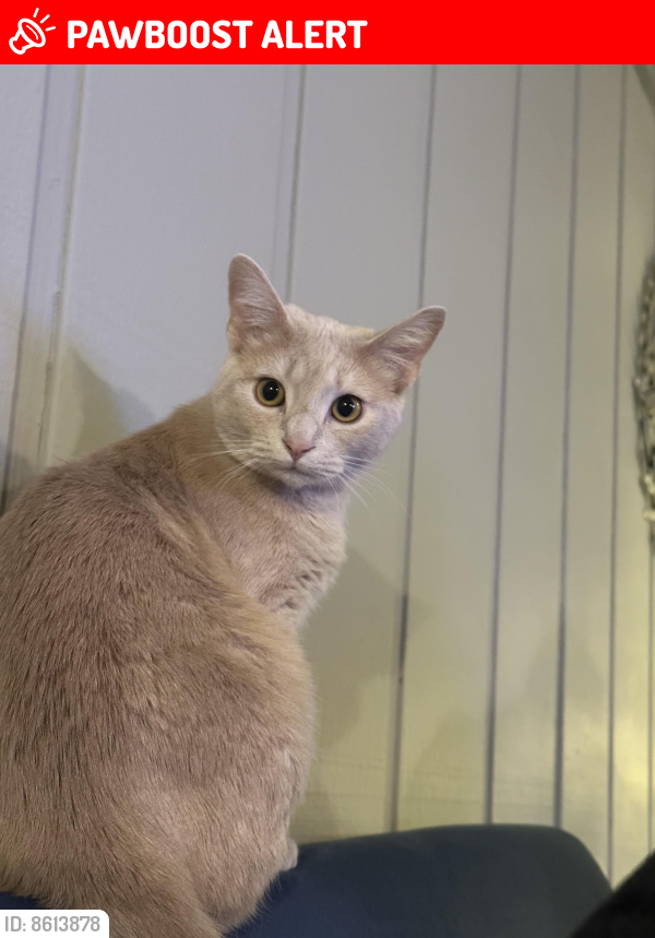 Hamilton County, OH Lost Female Cat, Kiko Is Missing | PawBoost