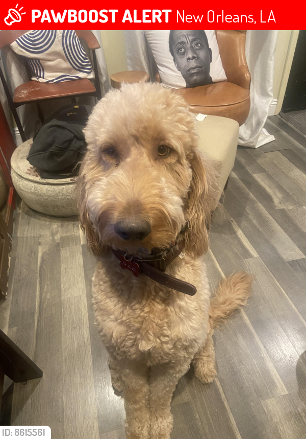 New Orleans, LA Lost Male Dog, Melo Is Missing | PawBoost