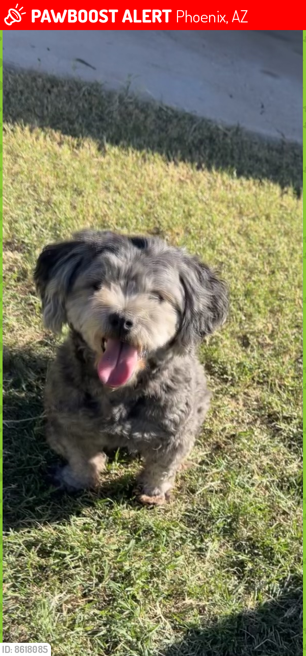 Phoenix, AZ Lost Female Dog, Chole Is Missing | PawBoost