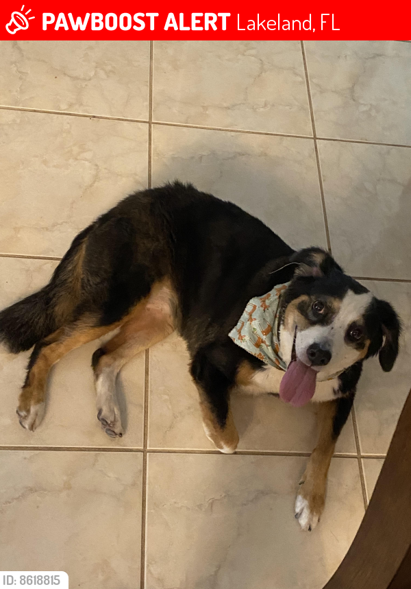 Lakeland, FL Lost Female Dog, Athena Is Missing | PawBoost