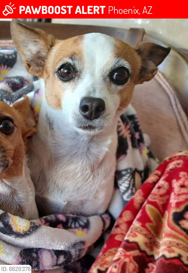 Lost Female Dog in Phoenix, AZ 85029 Named Piper (ID: 8620378) | PawBoost