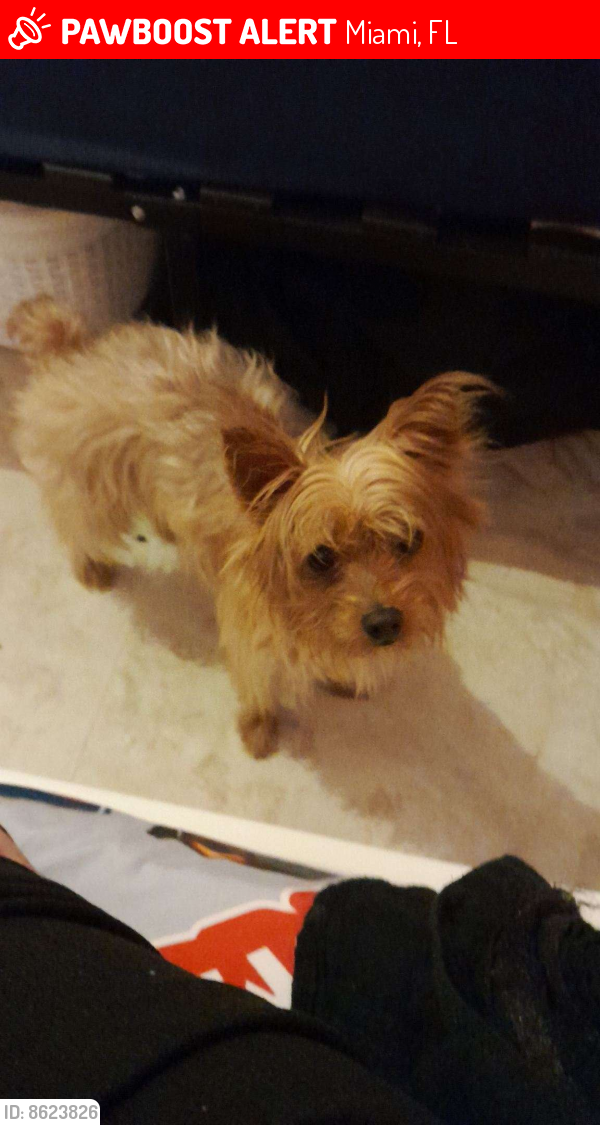 Miami, FL Lost Male Dog, Leon Is Missing | PawBoost