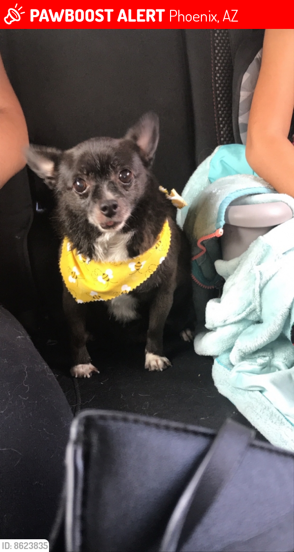Lost Female Dog in Phoenix, AZ 85032 Named Estrella (ID: 8623835 ...