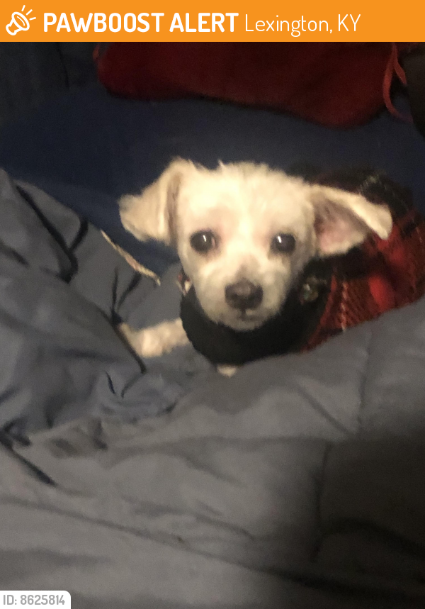 Lexington, KY Stray Female Dog Found Near Pimlico Parkway & Bold Bidder ...