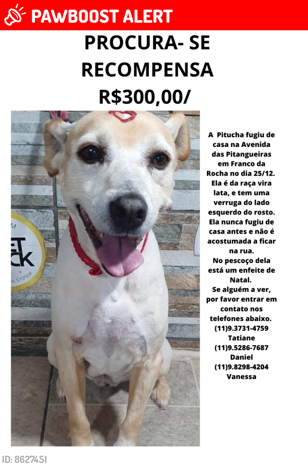 Lost Female Dog in Jardim das Jabuticabeiras, SP 07804 Named Pitucha ...