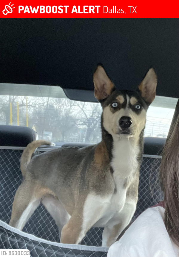 Dallas, TX Lost Female Dog, Roux (lady) Is Missing | PawBoost