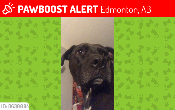 Lost Female Dog in Edmonton, AB Named Lil miss (ID: 8630094) | PawBoost