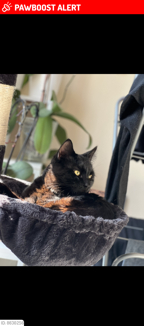Orton Goldhay, England Lost Male Cat, Kyca Is Missing | PawBoost