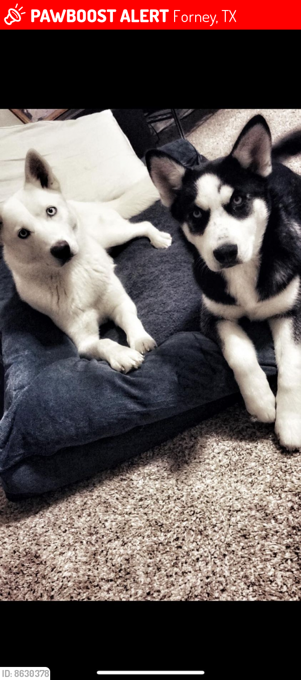 Lost Female Dog in Forney, TX 75126 Named Athena & Bella (ID: 8630378 ...