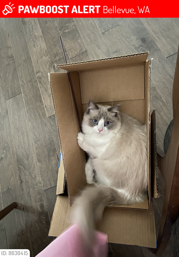 Lost Female Cat in Bellevue, WA 98006 Named Elizabeth (ID: 8630415) | PawBoost