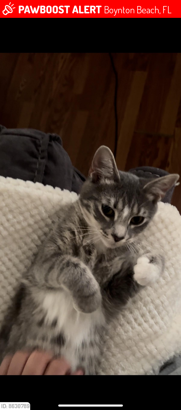 Boynton Beach, FL Lost Female Cat, Stormi Is Missing | PawBoost