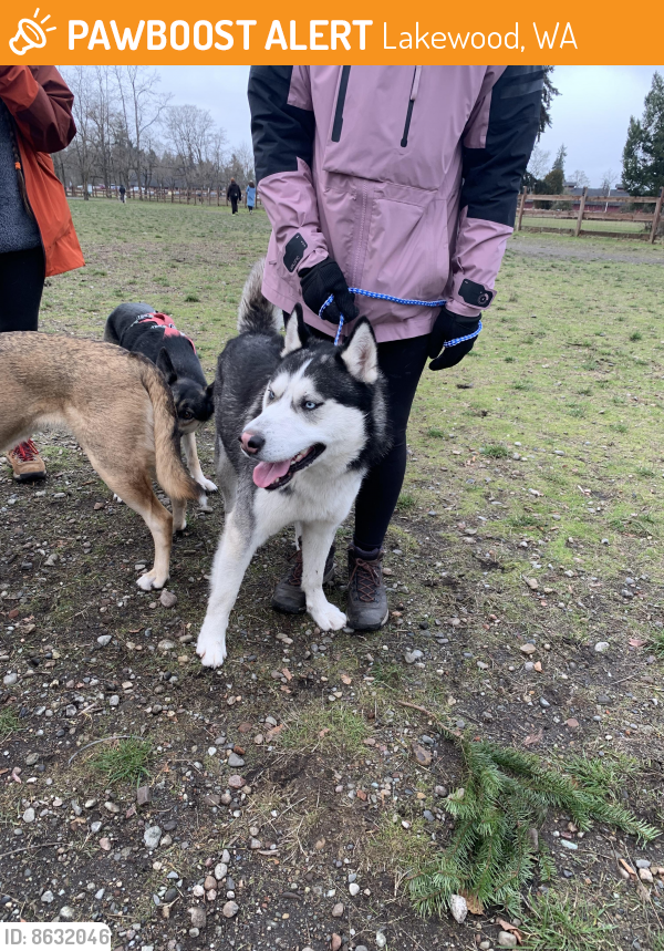 Found/Stray Male Dog in Lakewood, WA 98498 (ID: 8632046) | PawBoost