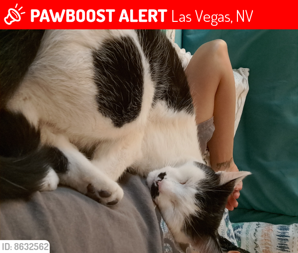 Las Vegas, NV Lost Male Cat, Stachio Is Missing | PawBoost