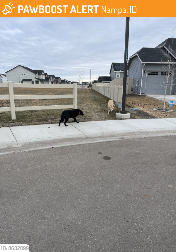 Nampa, ID Stray Female Dog Found Near Clarinet and Baroque | PawBoost