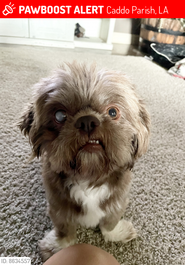 Caddo Parish, LA Lost Male Dog, Retsae Is Missing | PawBoost
