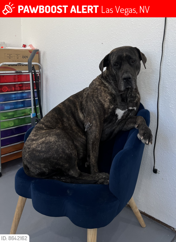 Las Vegas, NV Lost Female Dog, Gara Is Missing | PawBoost