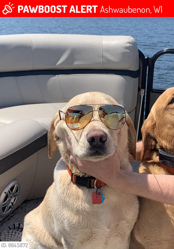 Ashwaubenon, WI Lost Male Dog, Rommy Is Missing | PawBoost