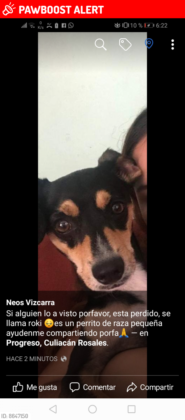 Lost Male Dog in Culiacán Rosales, Sin. 80197 Named Roki (ID: 8647150 ...