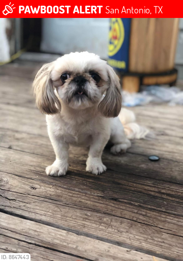 San Antonio, TX Lost Female Dog, Mia Is Missing | PawBoost