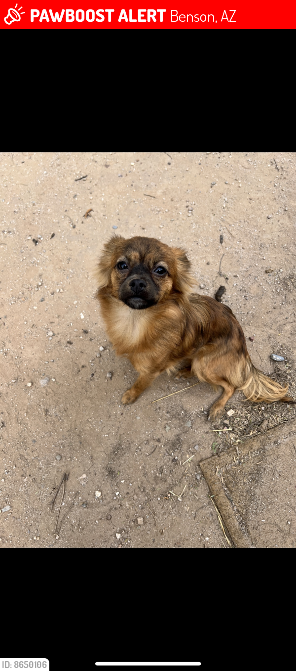 Benson, AZ Lost Female Dog, Persephone Is Missing | PawBoost