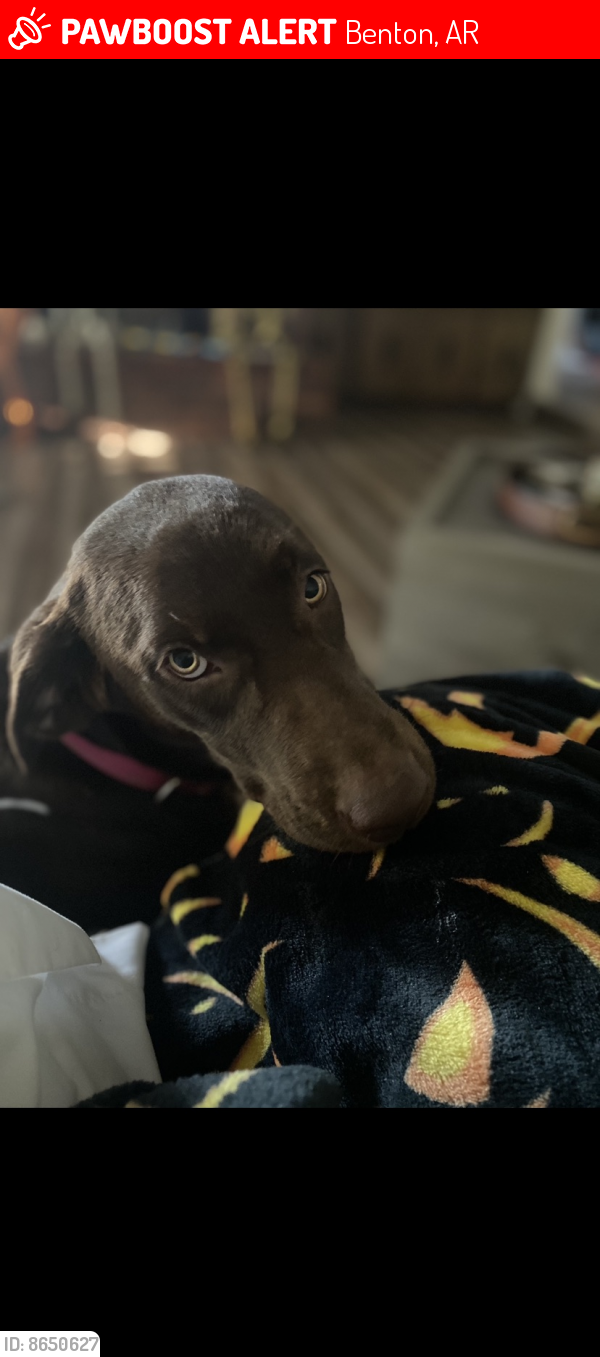 Lost Female Dog in Benton, AR 72019 Named Daisy (ID: 8650627) | PawBoost